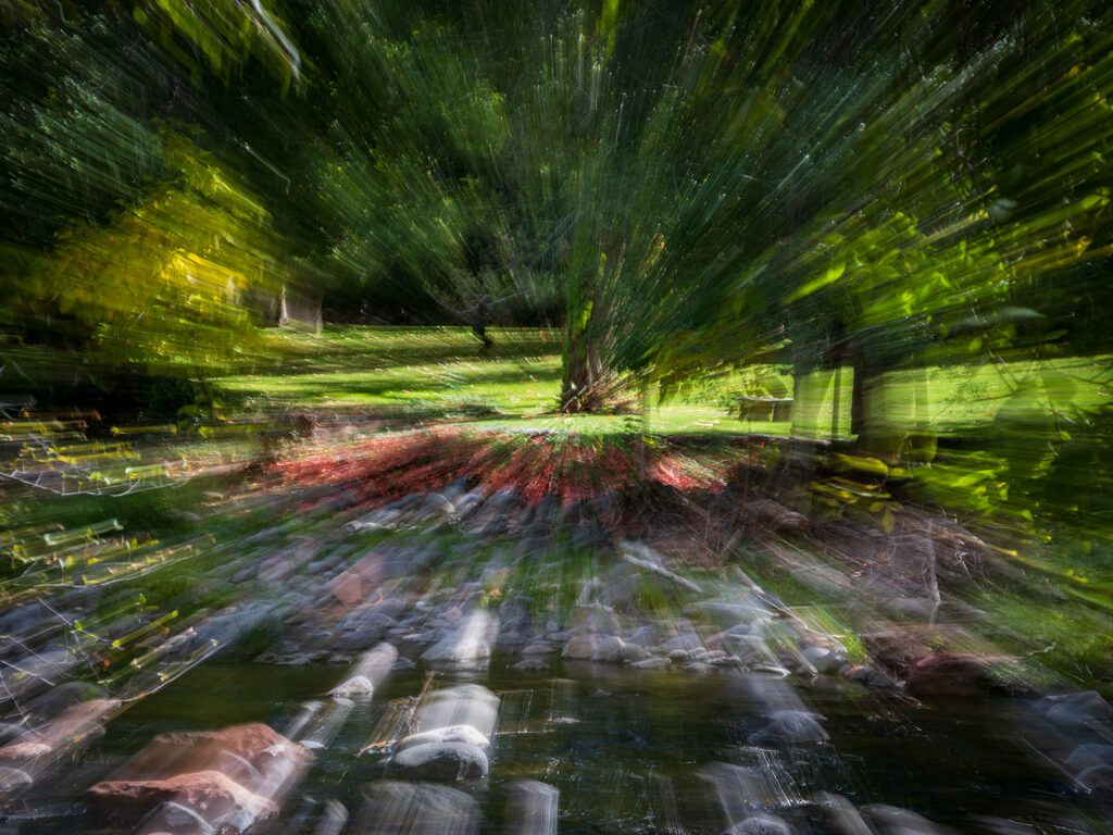 Focal Tree - Daryl Ward Photography